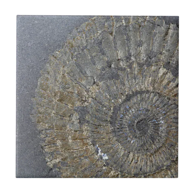 Pyritized Ammonite Ceramic Tile | Zazzle