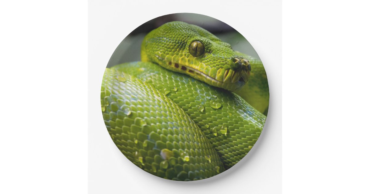 Python Paper Plates | Zazzle