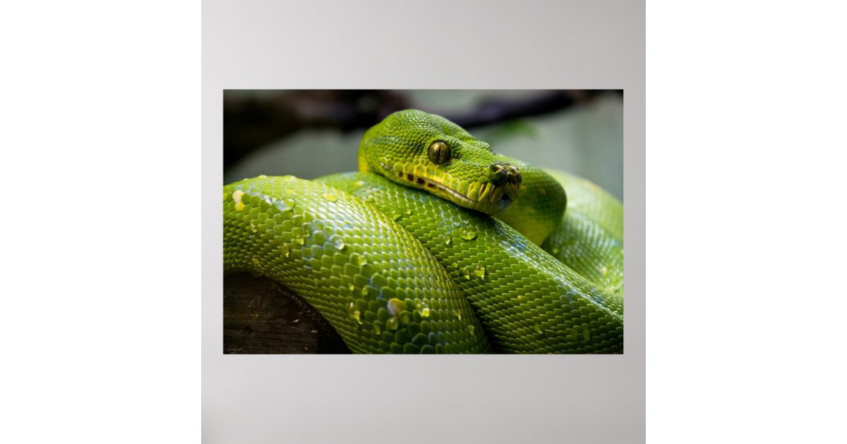 Python Poster | Zazzle