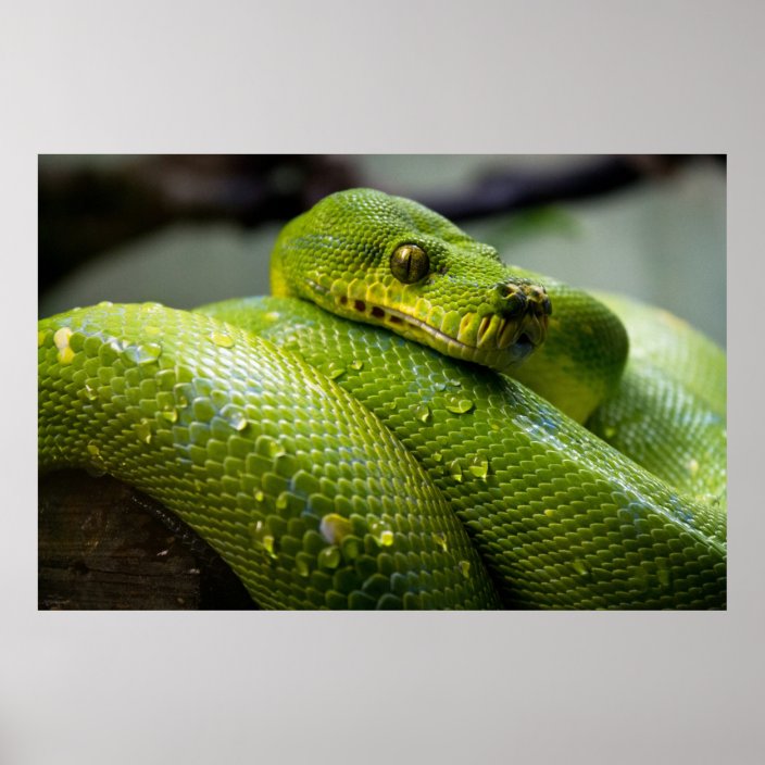 Python Poster | Zazzle.com