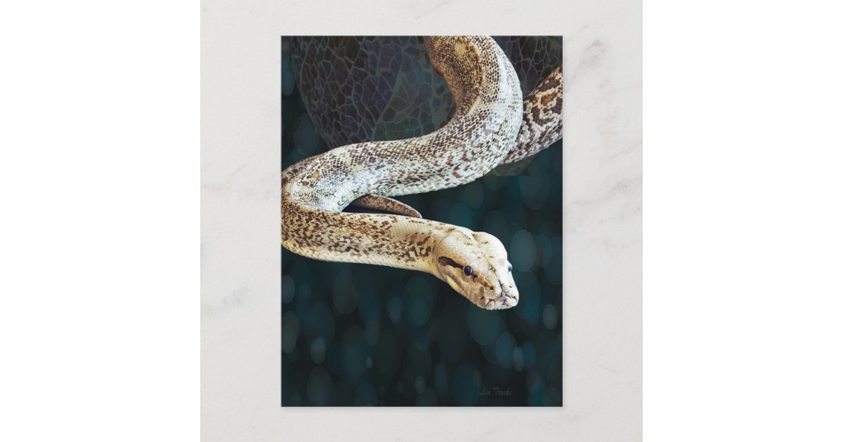 Python Snake Postcard | Zazzle