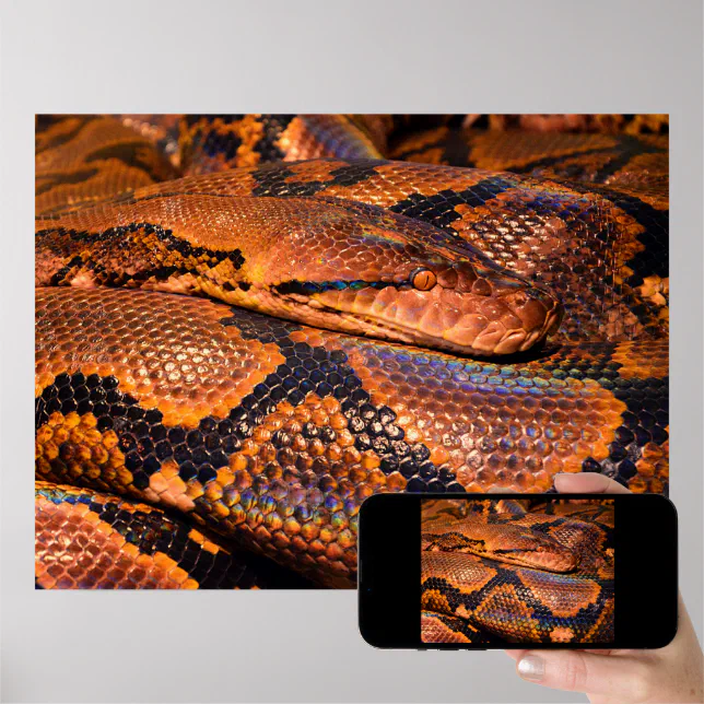 Python Snake Poster | Zazzle