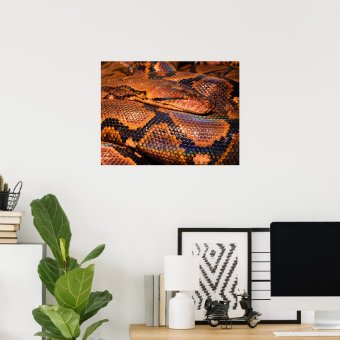 Python Snake Poster | Zazzle