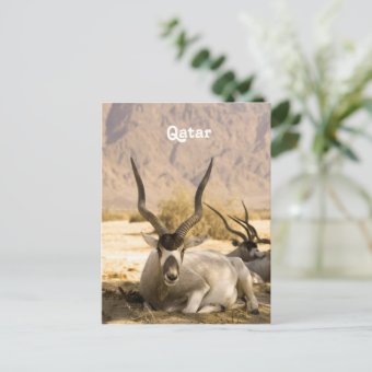 Qatar Postcard | Zazzle
