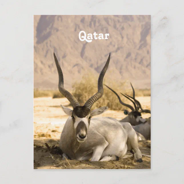Qatar Postcard | Zazzle