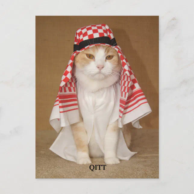 QITT/ CAT POSTCARD | Zazzle
