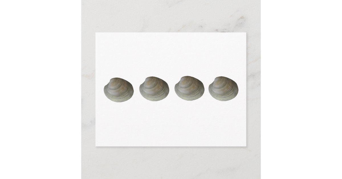 Quahog Clams Logo Postcard | Zazzle