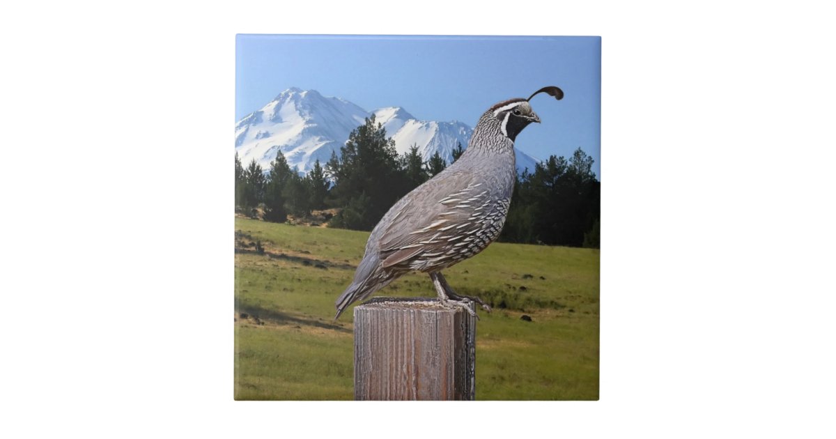 QUAIL ON DREAM POINT TILE | Zazzle