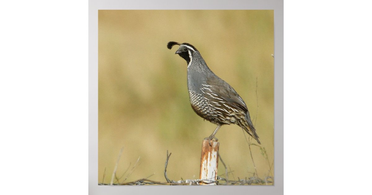 quail poster | Zazzle