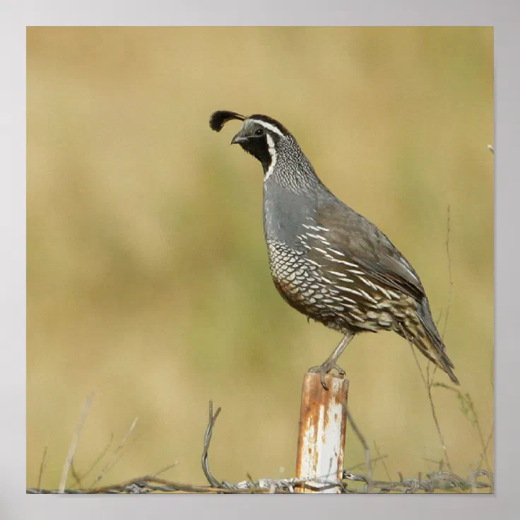 Quail Poster | Zazzle