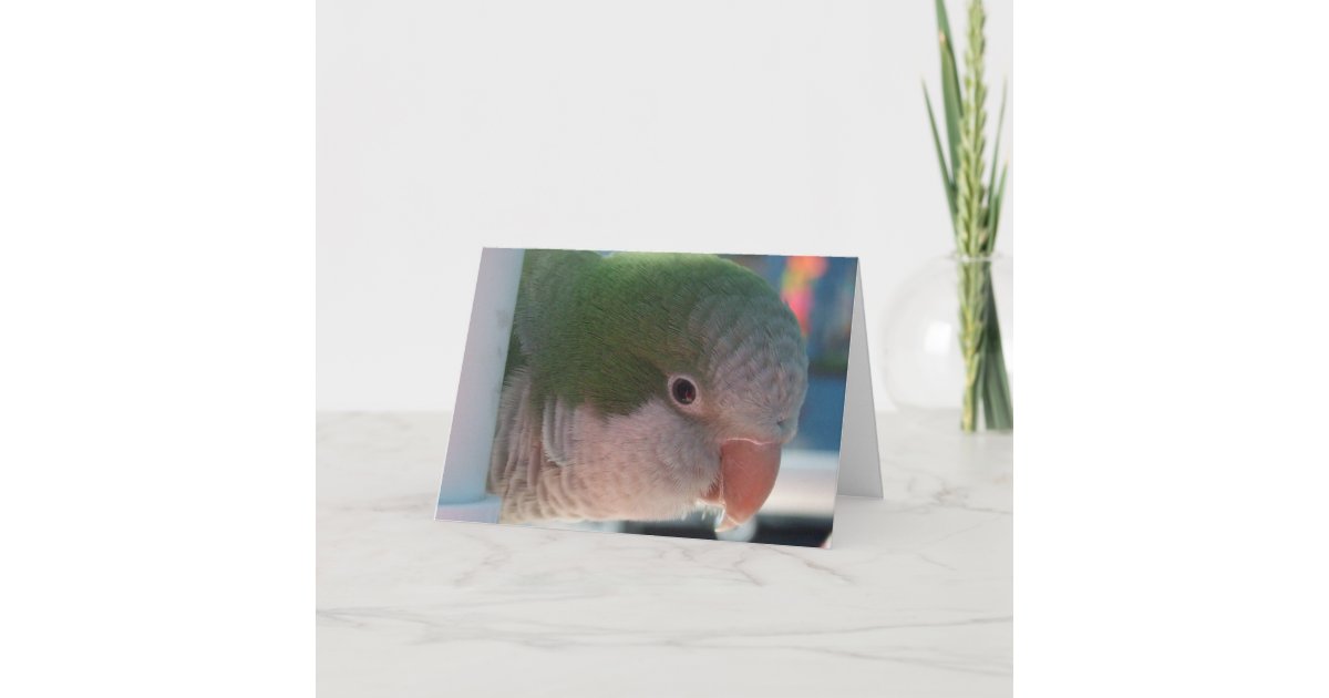 Quaker Parakeet Greeting Card | Zazzle