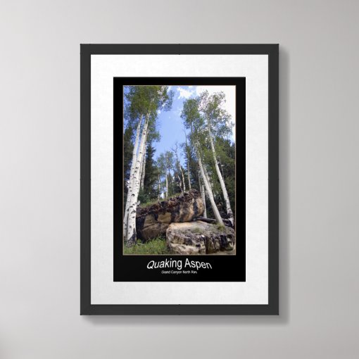 Quaking Aspen Trees Tower Over Unearthed Boulders Framed Art | Zazzle