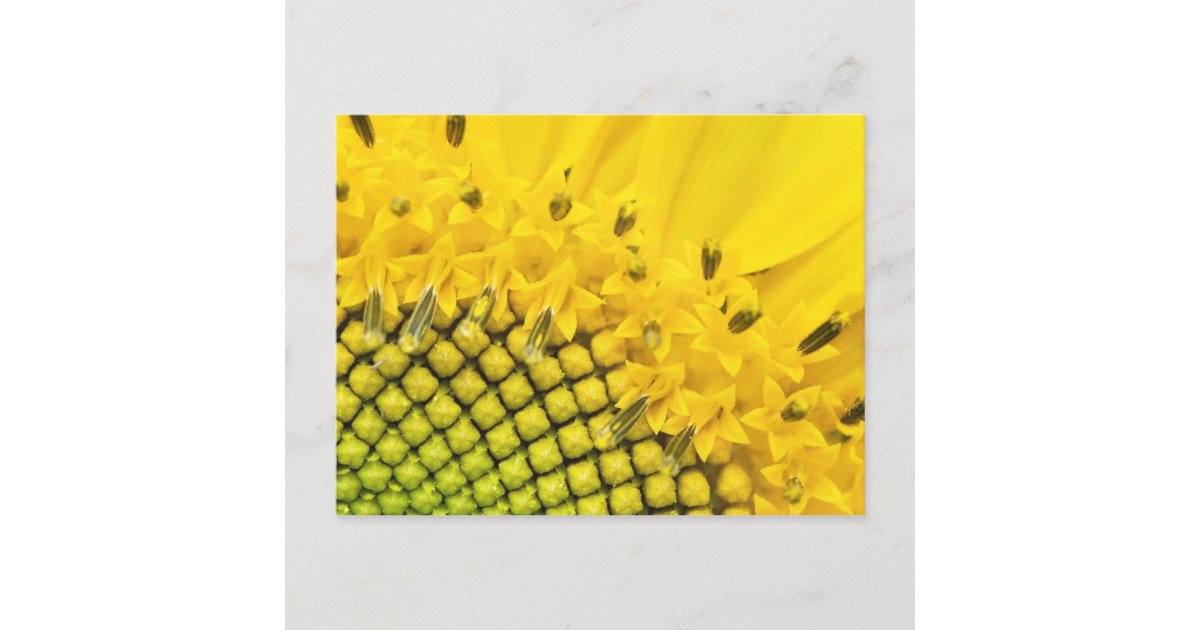 quarter sun postcard | Zazzle