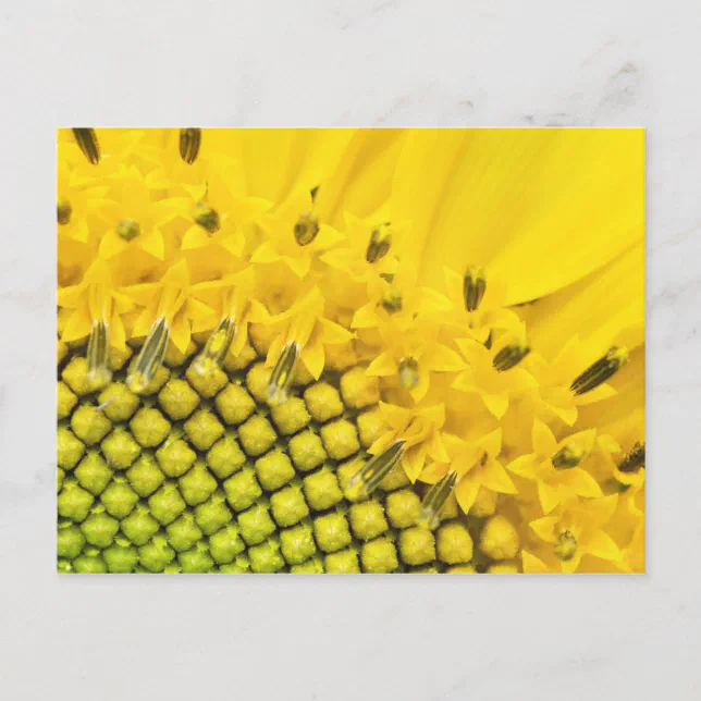quarter sun postcard | Zazzle