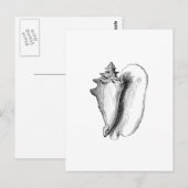 Queen Conch (line art) Postcard | Zazzle