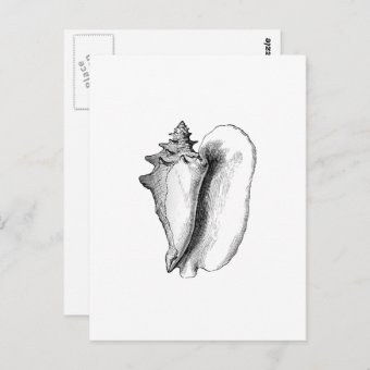 Queen Conch (line art) Postcard | Zazzle