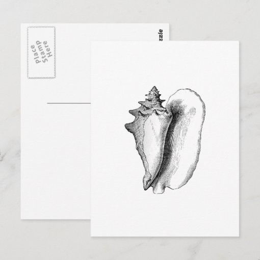 Queen Conch (line art) Postcard | Zazzle