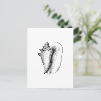 Queen Conch (line art) Postcard | Zazzle