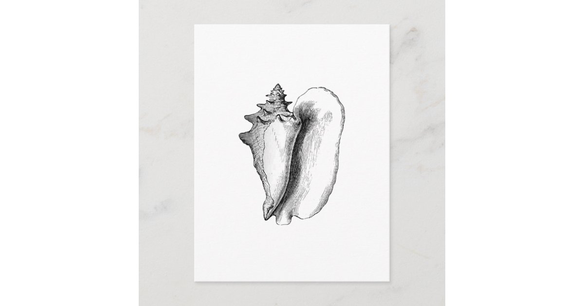 Queen Conch (line art) Postcard | Zazzle