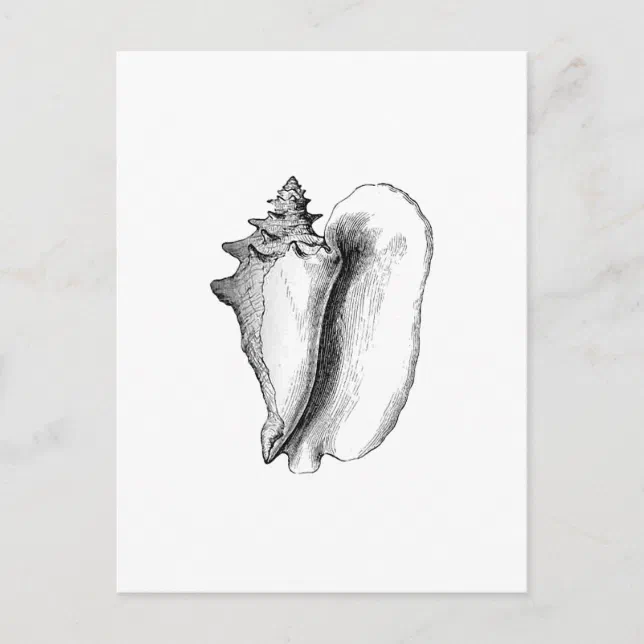 Queen Conch (line art) Postcard | Zazzle