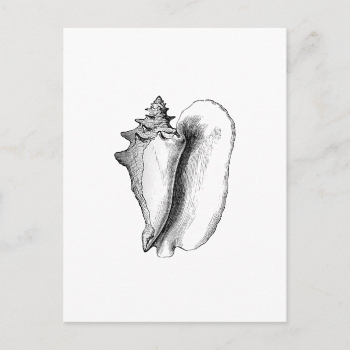 Queen Conch (line art) Postcard | Zazzle.com