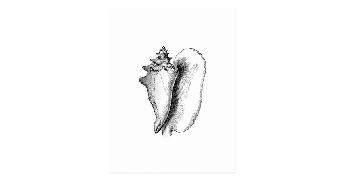 Queen Conch (line art) Postcard | Zazzle.com