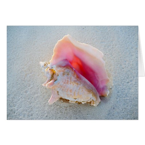Queen Conch Shell on Bahamas Beach | Zazzle