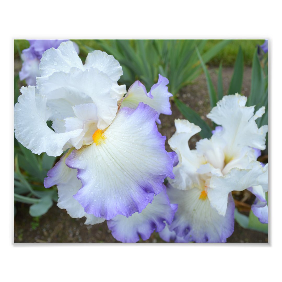Queen's Circle Iris 10"x8" Photo Print | Zazzle