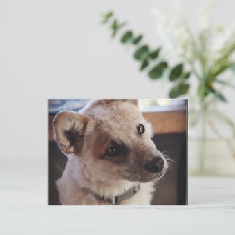 Queensland Heeler Pup Ringo Postcard | Zazzle