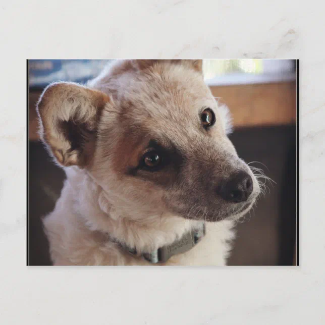 Queensland Heeler Pup Ringo Postcard | Zazzle