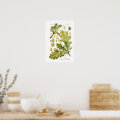 Quercus pedunculata (English Oak) Poster | Zazzle