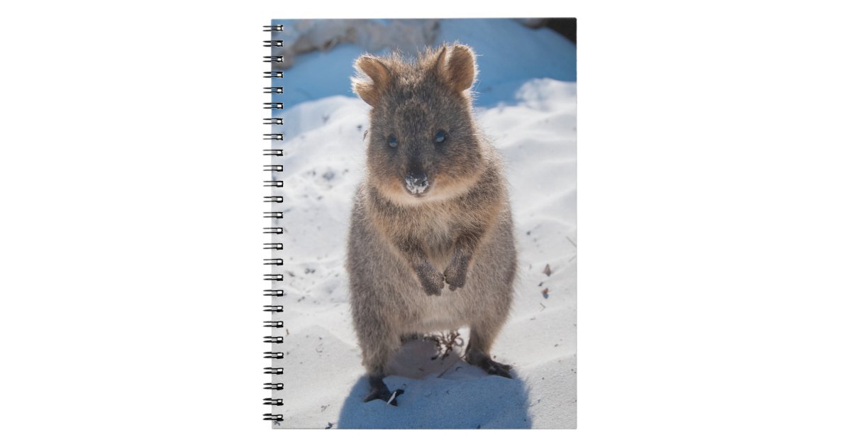 Quokka on the beach notebook | Zazzle