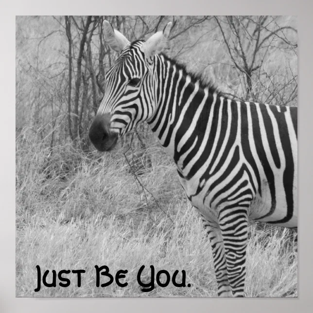 Quote and Zebra Poster | Zazzle