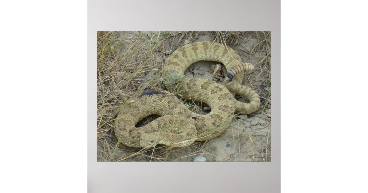R20 Prairie Rattlesnake Poster | Zazzle