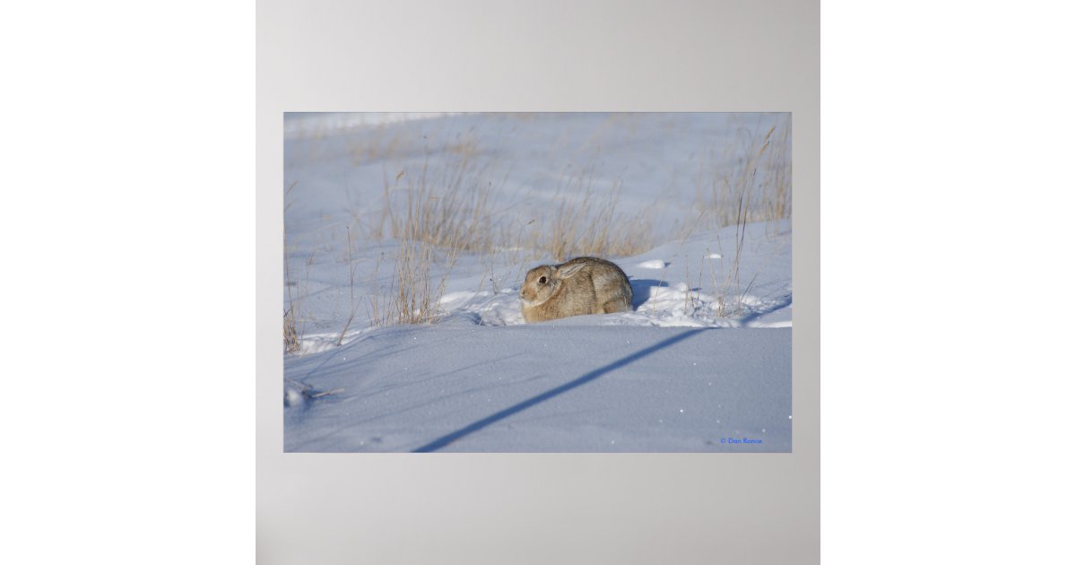 R5 Cottontail Rabbit in Snow Poster | Zazzle
