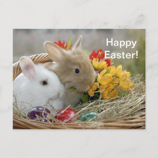 Rabbit 9 Easter Postcard | Zazzle.com