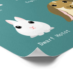 rabbit breeds poster | Zazzle