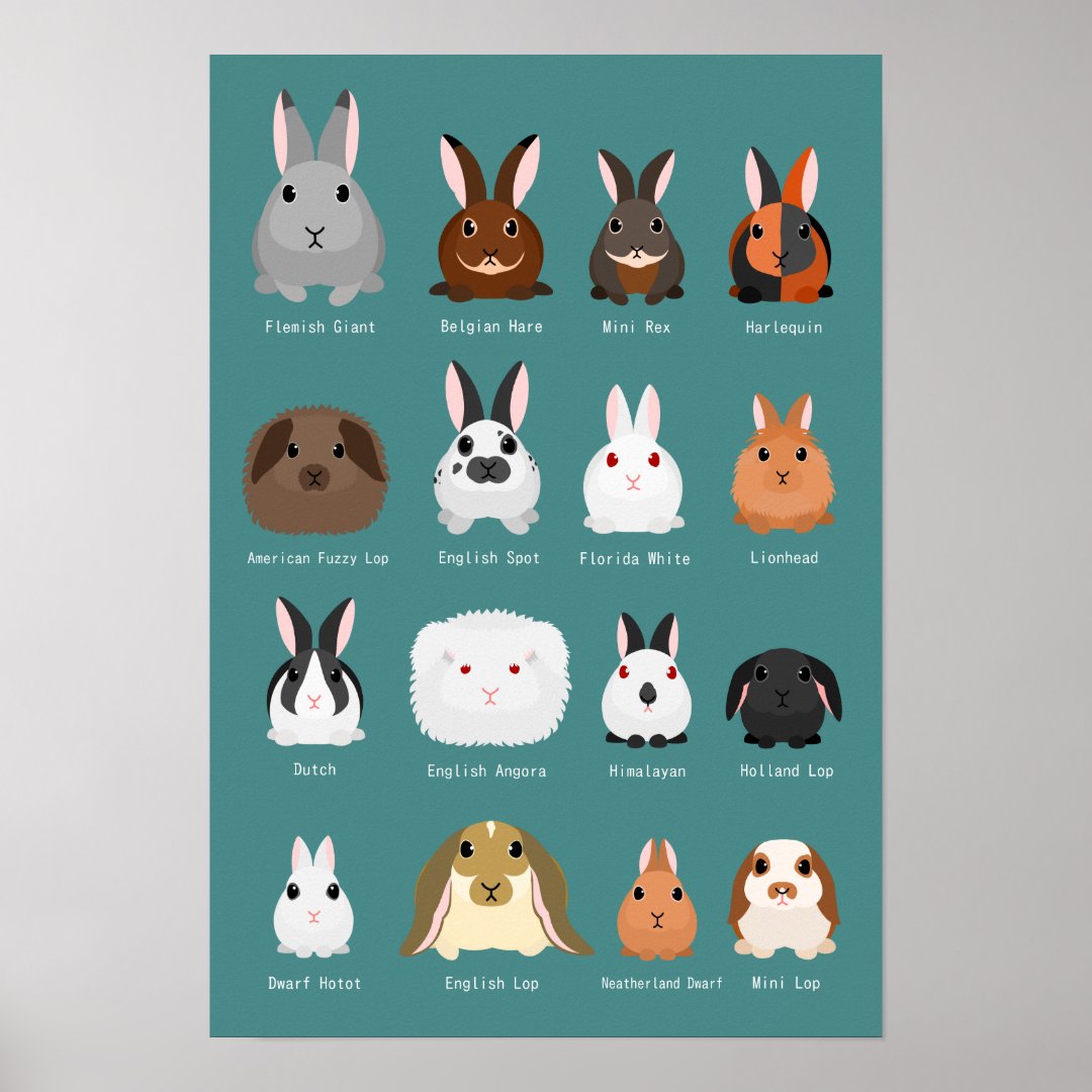 rabbit breeds poster | Zazzle