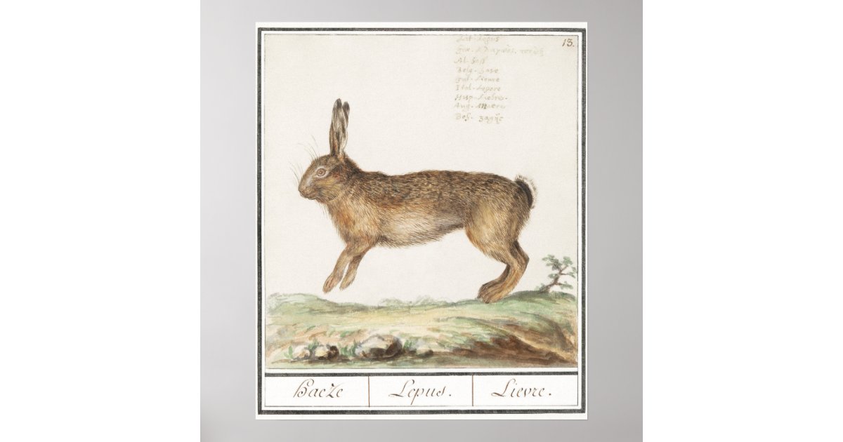 Rabbit Illustration Poster | Zazzle