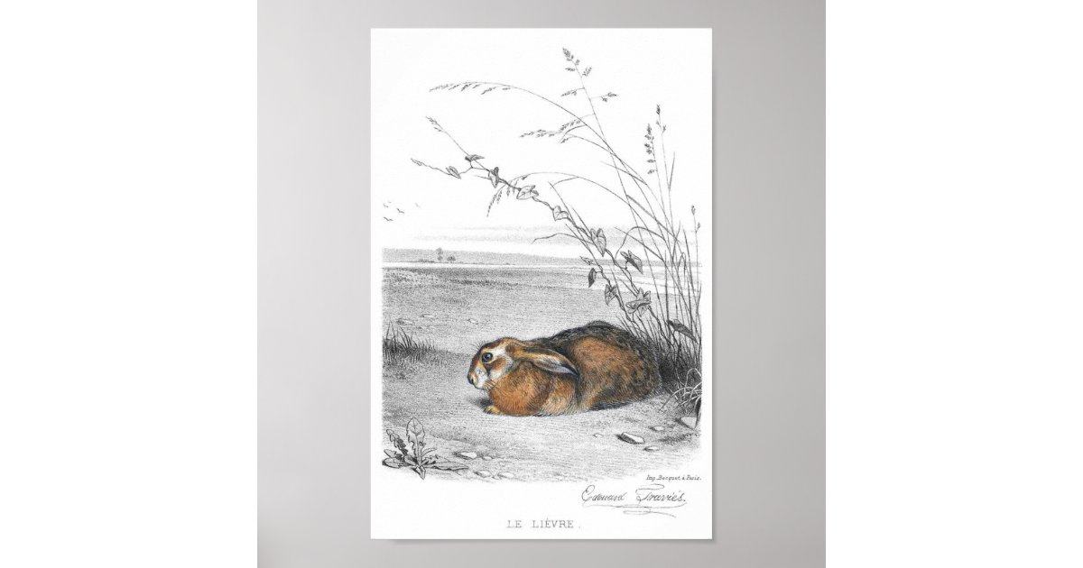 Rabbit Illustration Poster | Zazzle
