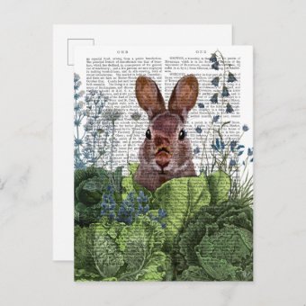Rabbit in a Cabbage Patch Postcard | Zazzle
