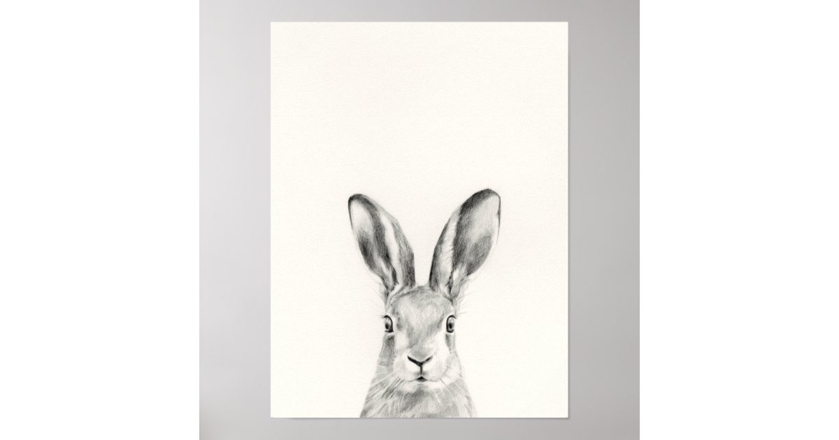 Rabbit Pencil Drawing Poster | Zazzle