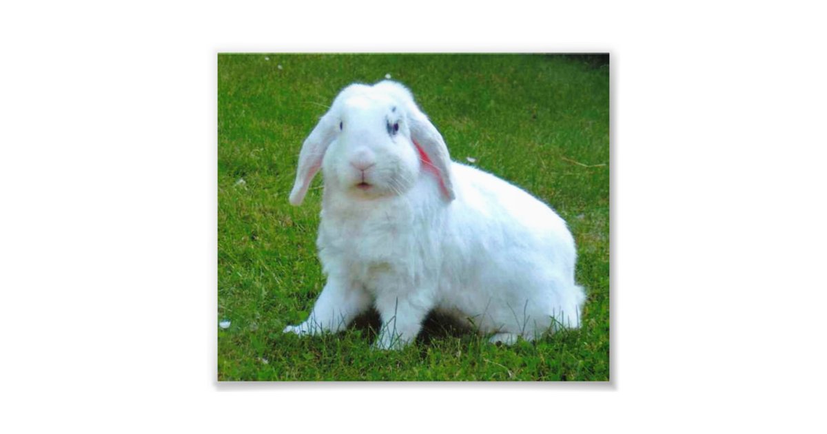 rabbit photo print | Zazzle