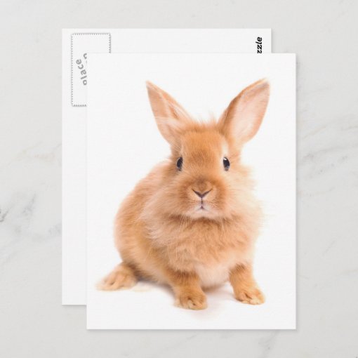 Rabbit Postcard | Zazzle