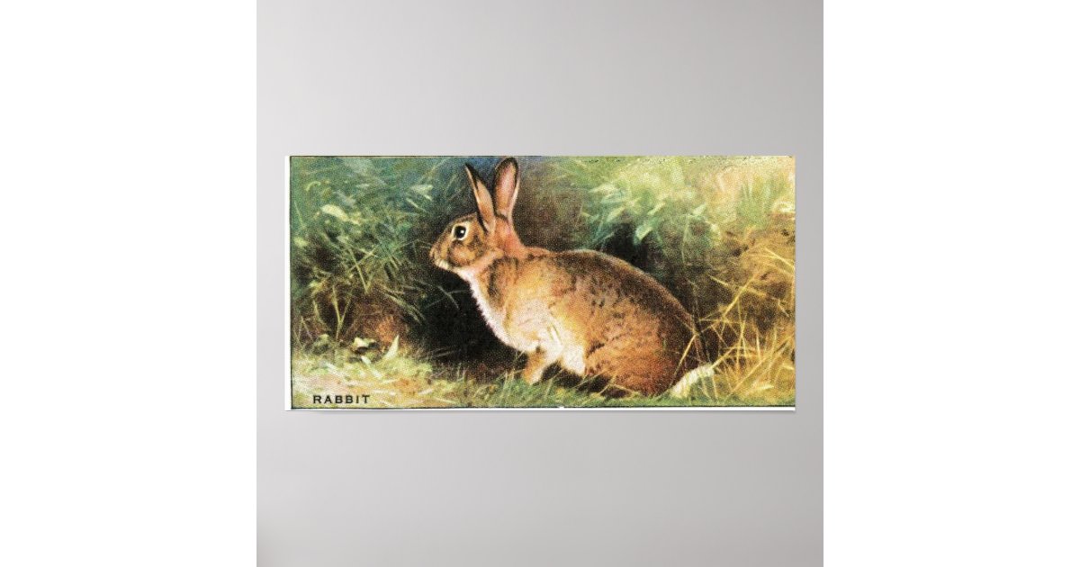 Rabbit Print | Zazzle