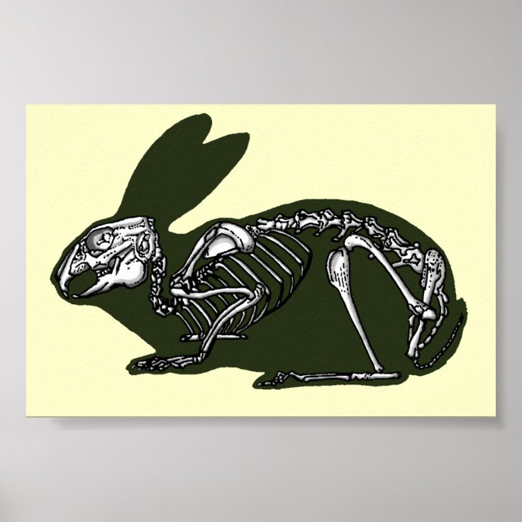 rabbit skeleton poster | Zazzle