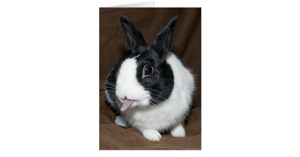 Rabbit Tongue | Zazzle