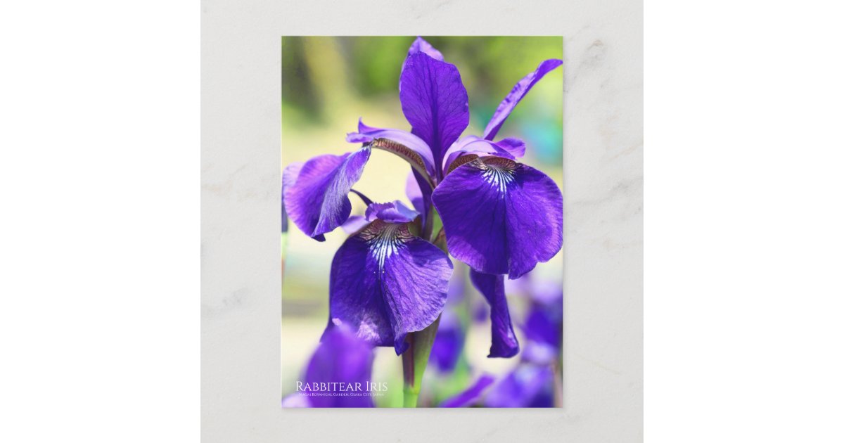 Rabbitear Iris Postcard | Zazzle