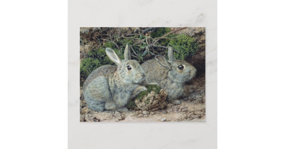 Rabbits Postcard | Zazzle