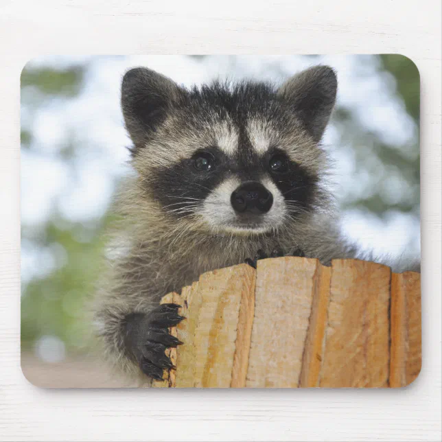 raccoon - #1007 mouse pad | Zazzle